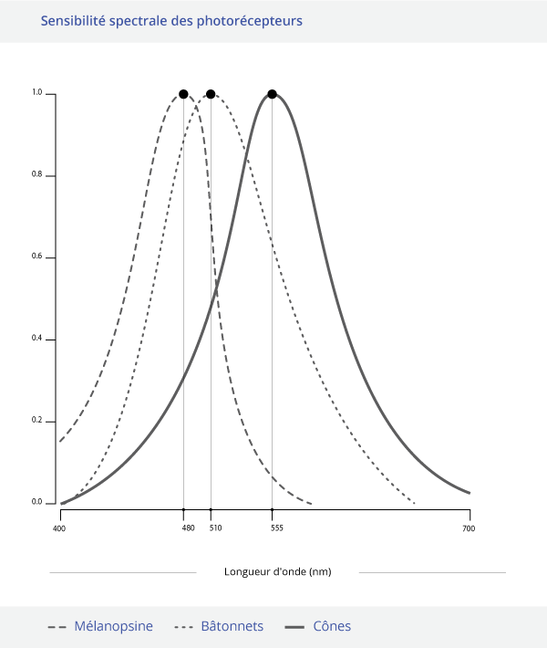 Vision : théorie - le guide de l'éclairage